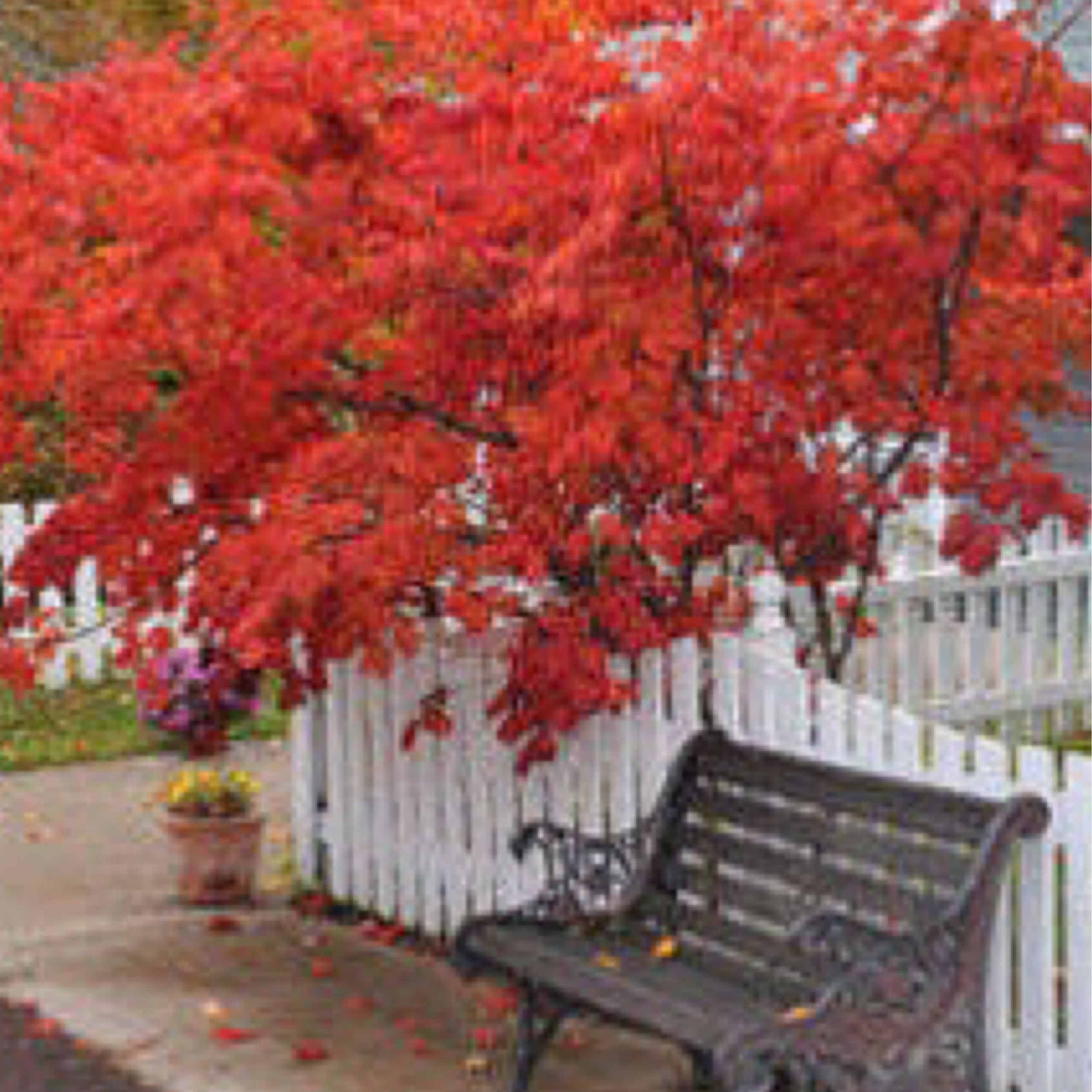 Japanese Red maples 2 gall | Bridge St Micro farm